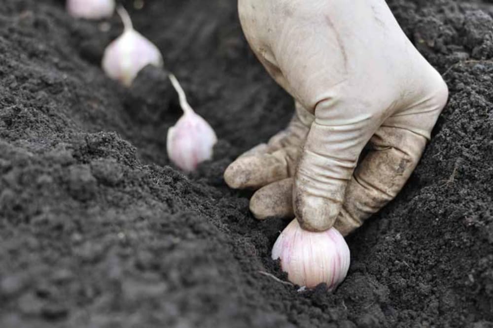 Garlic Bulb (2 Pounds), Fresh Siberian HARDNECK Garlic Bulb for Planting and Growing Your OWN Garlic OR Eating