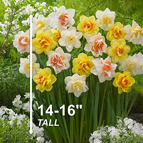 Garden State Bulb Double Mixed Daffodil Flower Bulbs, 14/16cm (Bag of 25)