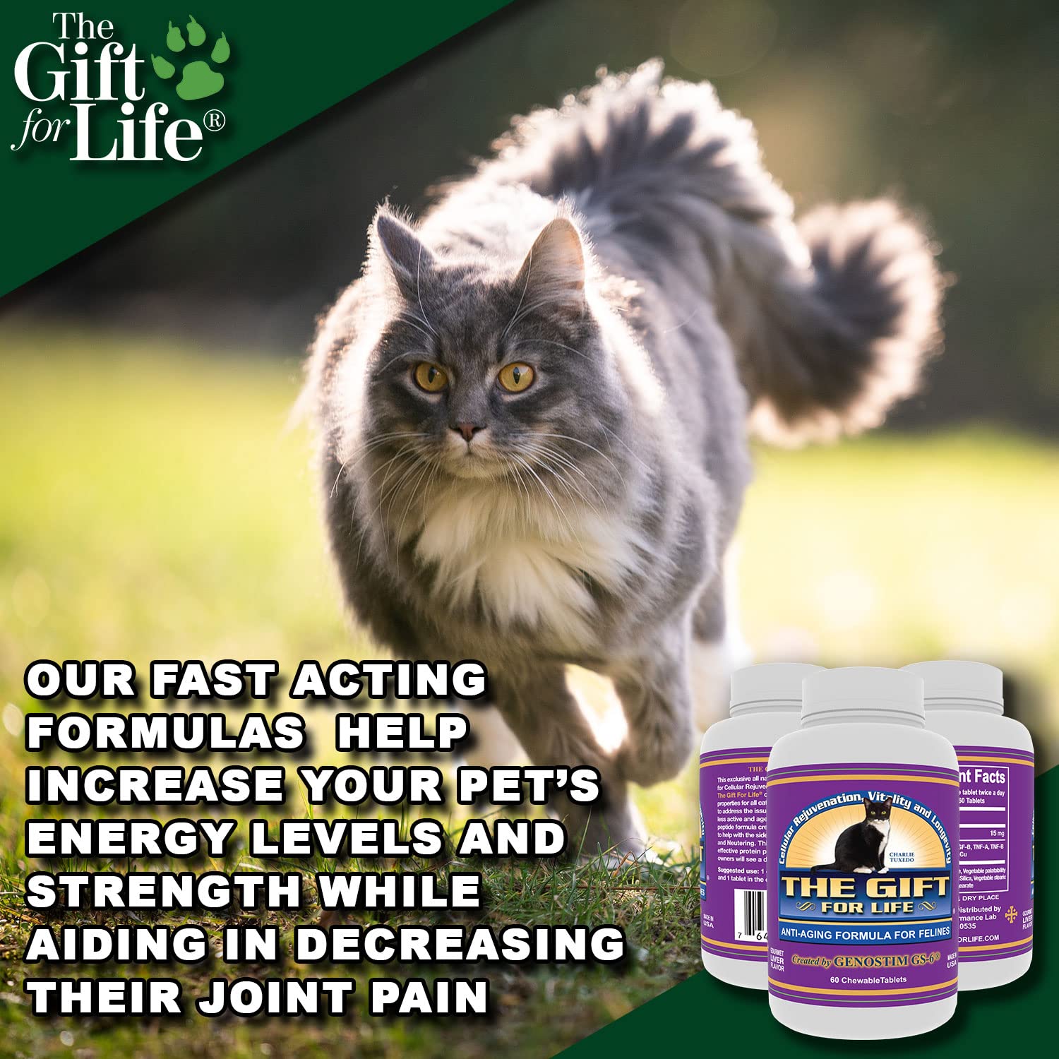 The Gift for Life Feline: Prrr-fect Wellness - Your Pet's Fountain of Youth!