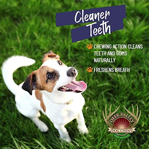 Deer Valley Dog Chews (Tiny 6 Pack, 4-6 Inches) - Premium Deer Antler for Small Dogs - Ideal Size for Puppies - Sourced in The USA