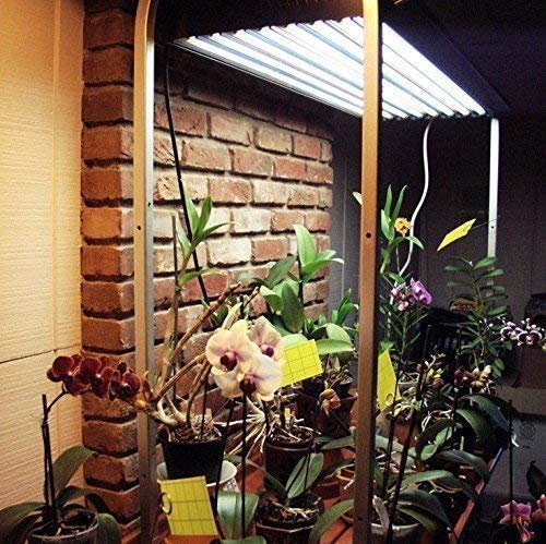 F54T5/865/HO Fluorescent Tube Light Bulb, 46 Inch, 54W, 6500K Daylight, 4200 Lumens, High Output, G5 Bi-Pin Base, 4FT T5 Grow Light Bulbs - 5 Pack