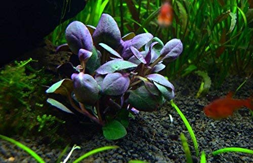 Potted Live Aquarium Plants | Freshwater Aquatic Plants for Aquariums (Lobelia Cardinalis)