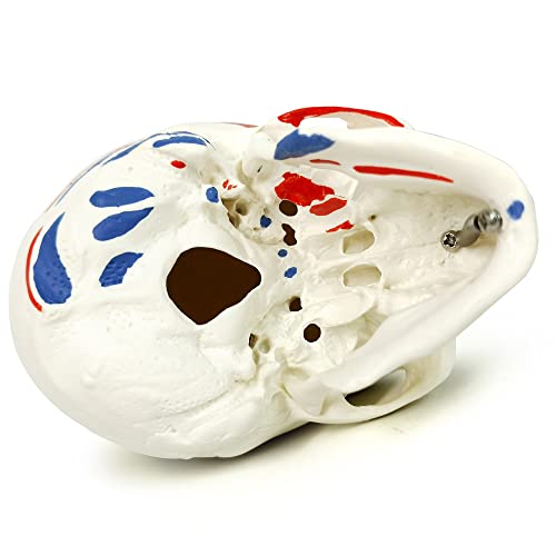 Mini Human Skull Model W/Muscle Insertion and Origin Painted, 3 Parts Palm-Sized Anatomy Skull Model with Removable Skull Cap & Full Set Teeth, School Teaching-Learning Tool