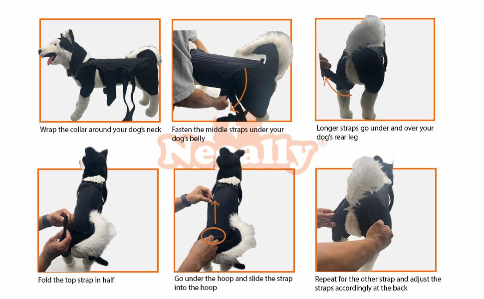 NeoAlly Dog Back Brace for Dogs Arthritis, IVDD, Spinal Surgical Recovery, and Back Disease Prevention (Extra Large)