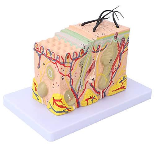 Skin Model 35X Enlarged Anatomical Skin Model 3 Dimensional Skin Teaching Aids Model for Skin Cosmetology Study Display Teaching Model