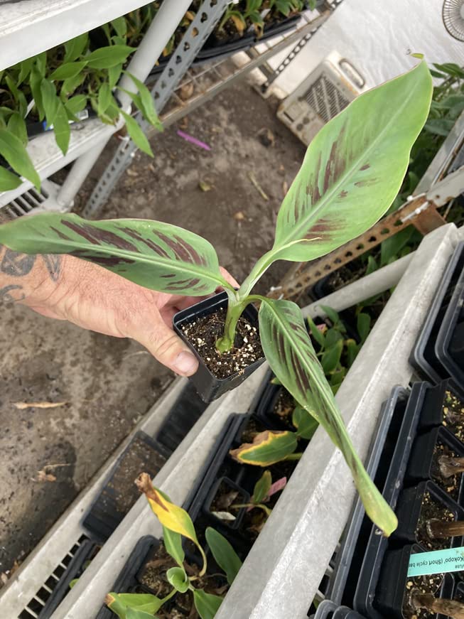 Dwarf Red Banana - Edible Red Banana - Sumatrana βXβ Cross Banana