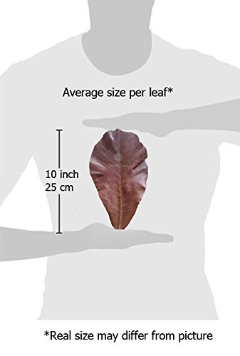 SunGrow Saver Bundle Pack - Catappa Leaves 30Pcs/Pack + Large Leaf Hammock