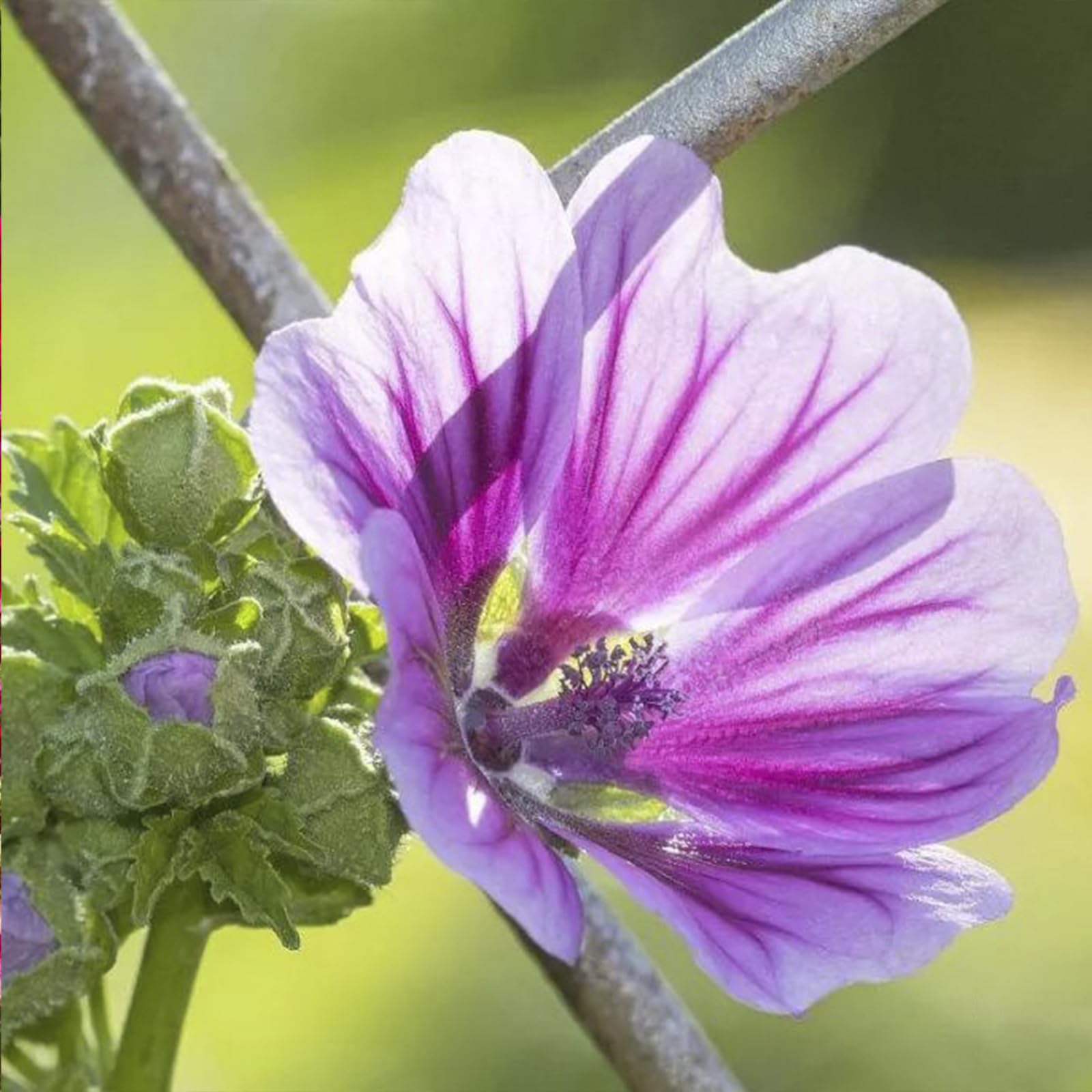 Hollyhock Seeds, Pack of 1000+ Carnival Mix Double Hollyhocks Flower Seeds, Flower Seeds for Planting