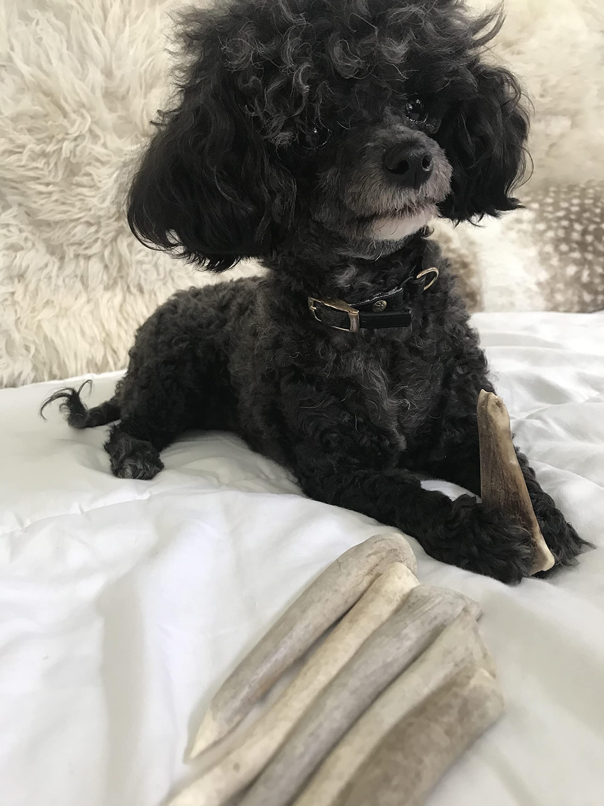 Deer Valley Dog Chews (Tiny 6 Pack, 4-6 Inches) - Premium Deer Antler for Small Dogs - Ideal Size for Puppies - Sourced in The USA