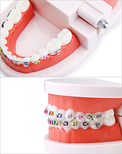QWORK Typodonts Orthodontics Demonstration Model, Dental Tooth Research Model with Metal Wires and Ceramic Brackets, Teaching Teach Explanation Model for Adults