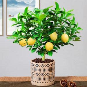 Dwarf Lemon Bonsai Tree Seeds, 30 Seeds,Grow a Delicious Fruit Bearing Bonsai Tree