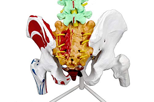 Vision Scientific VAV245 Flexible Spinal Column | 5 Color-Coded | Muscle W Occipital Bone | Sacrum, Coccyx, 24 Vertebrae, Soft Disc | Pelvic Bones & Femur Heads, Arteries, Nerve Endings | W Manual