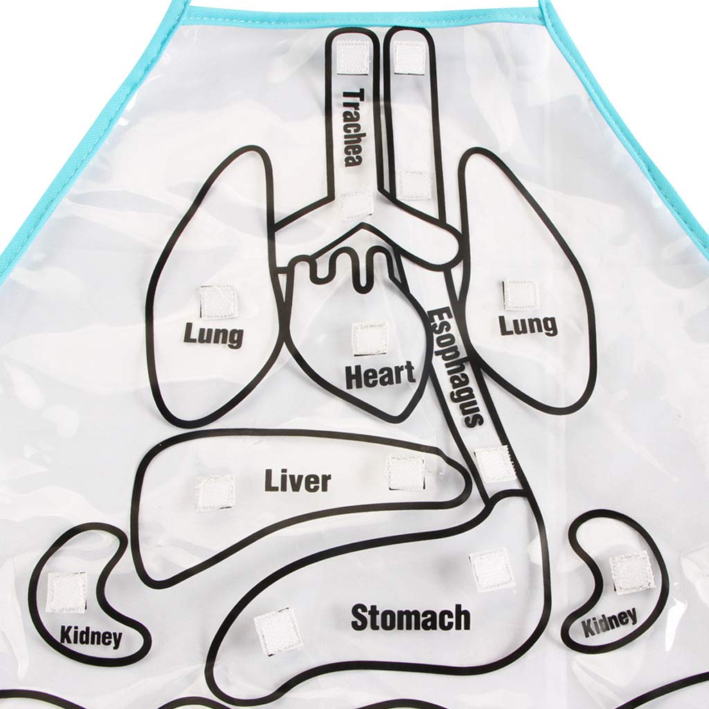 vocheer 3D Organ Apron, Anatomy Apron Human Body Organs Awareness Montessori Educational Tool Toy for Home Preschool Teaching Aid, Transparentā¦
