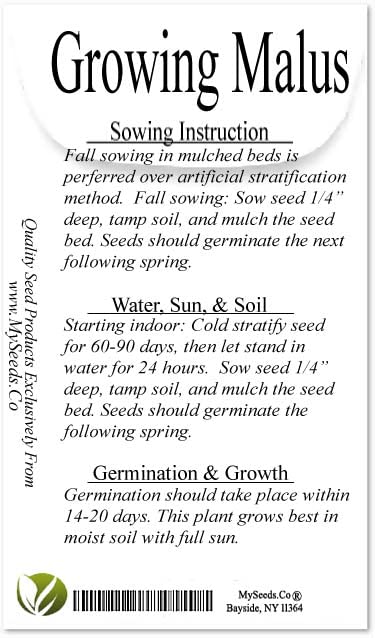 Malus sargentii (Sargent's Crabapple) Tree Seed, Fragrant White Flowers, Small, Dark red, Persistent Fruits, You Choose The Quantity (1 Pack)