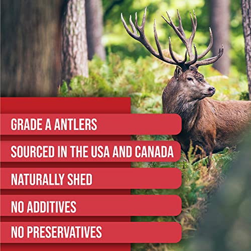Spizzles Elk Antler Dog Chew Solid, Long Lasting Bone for Small Breed Aggressive Chewers, All Natural, No Odor, No Mess, No Preservatives, USA, 4 inch