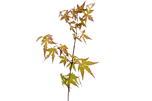 Japanese Maple | Medium Tree Seedling | The Jonsteen Company