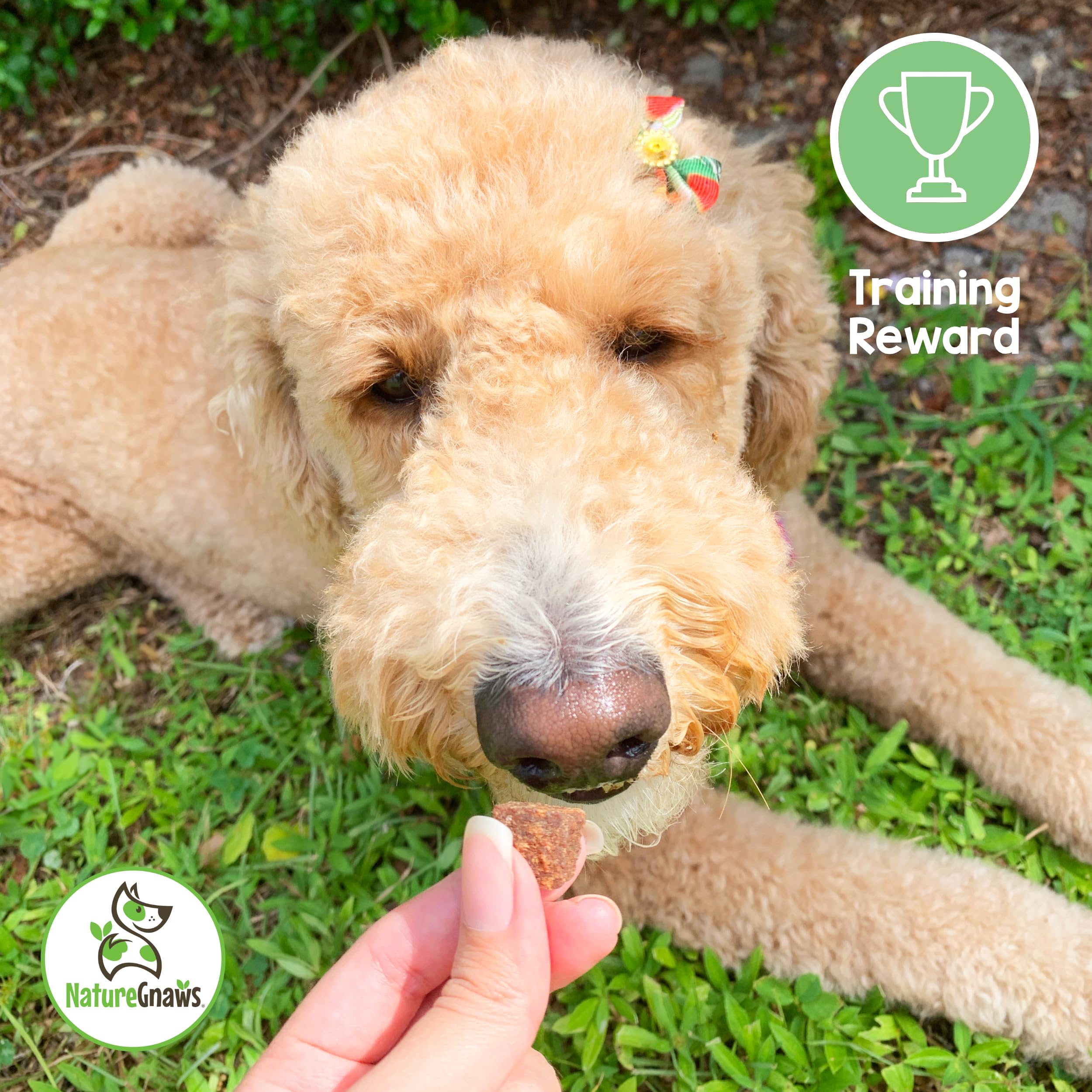 Nature Gnaws Fish Bites for Dogs - Natural Dog Treats β Premium Cod & Salmon Chewy Training Reward β 1 Lb