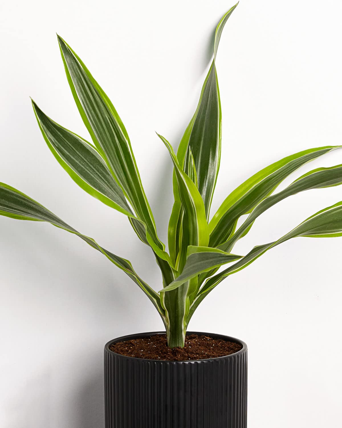 Greendigs Lemon Lime Dracaena Plant in Black Ceramic Fluted 5-Inch Pot - Houseplant Pre-Potted with Premium Soil