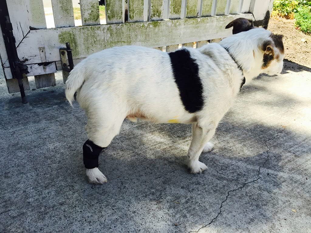Walkabout Harnesses Hock Support Brace (Medlarge 4-5")