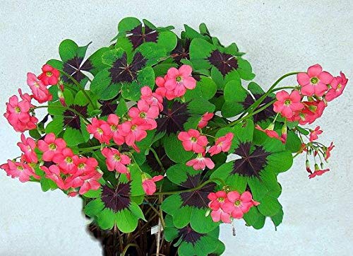 Iron Cross Shamrock Bulbs - 20 Bulbs to Plant - Good Luck Plant - Fast Growing Year Round Color Indoors or Outdoors - Oxalis Shamrock Bulbs