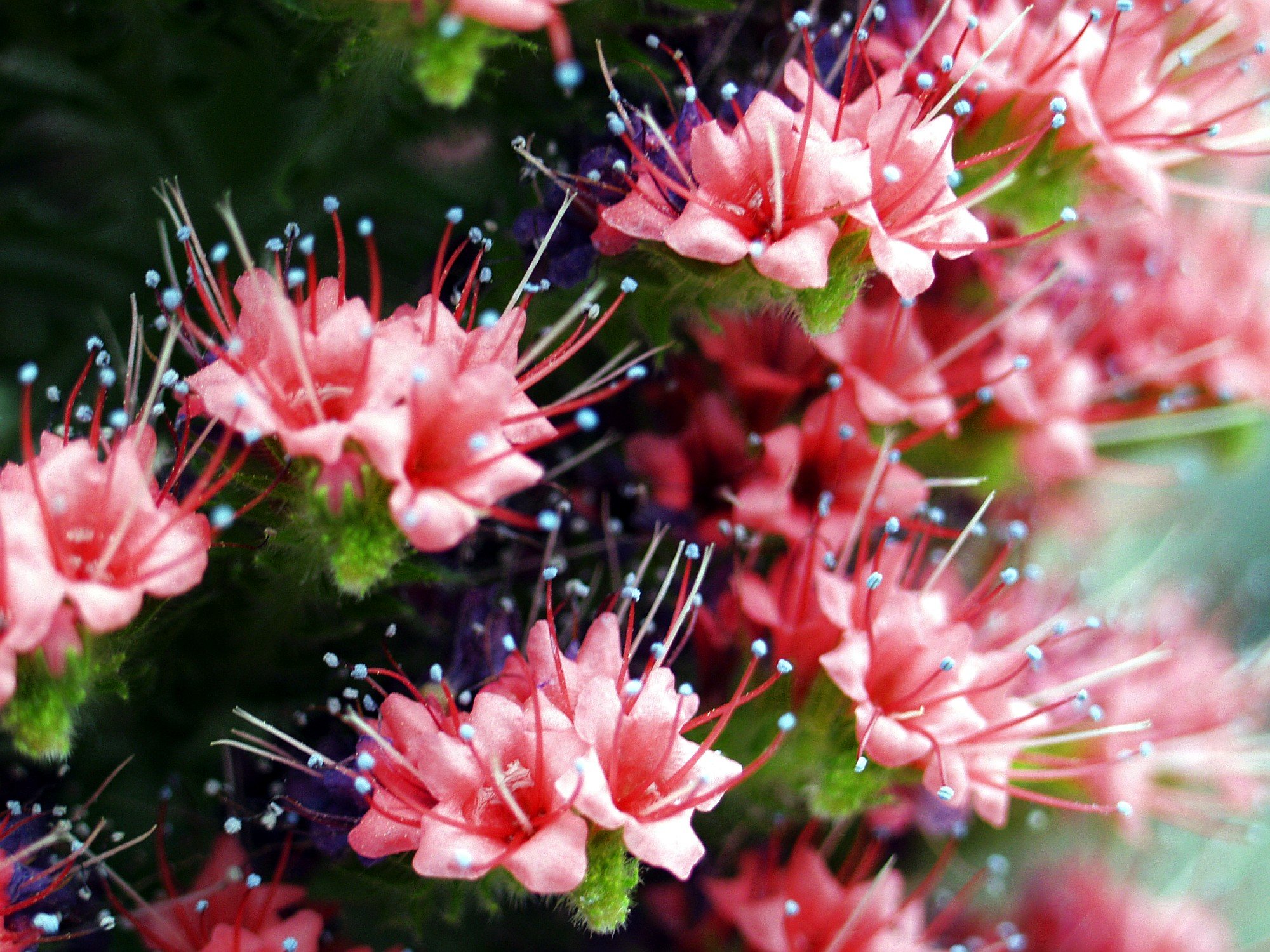 Echium Wildpretii Tower Of Jewels Snake Head Rare Beauty Exotic 10 Seeds