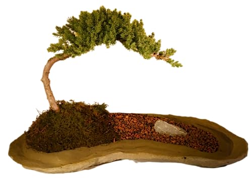 Japanese Juniper Live Bonsai Tree 9" Tall 8 Years Old