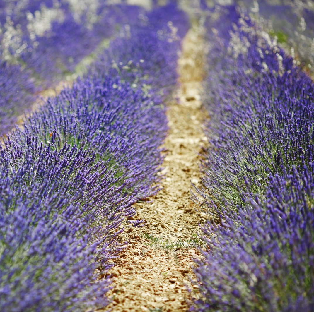Earthcare Seeds English Lavender 500 Seeds (Lavandula angustifolia) Heirloom - Perennial - Non GMO