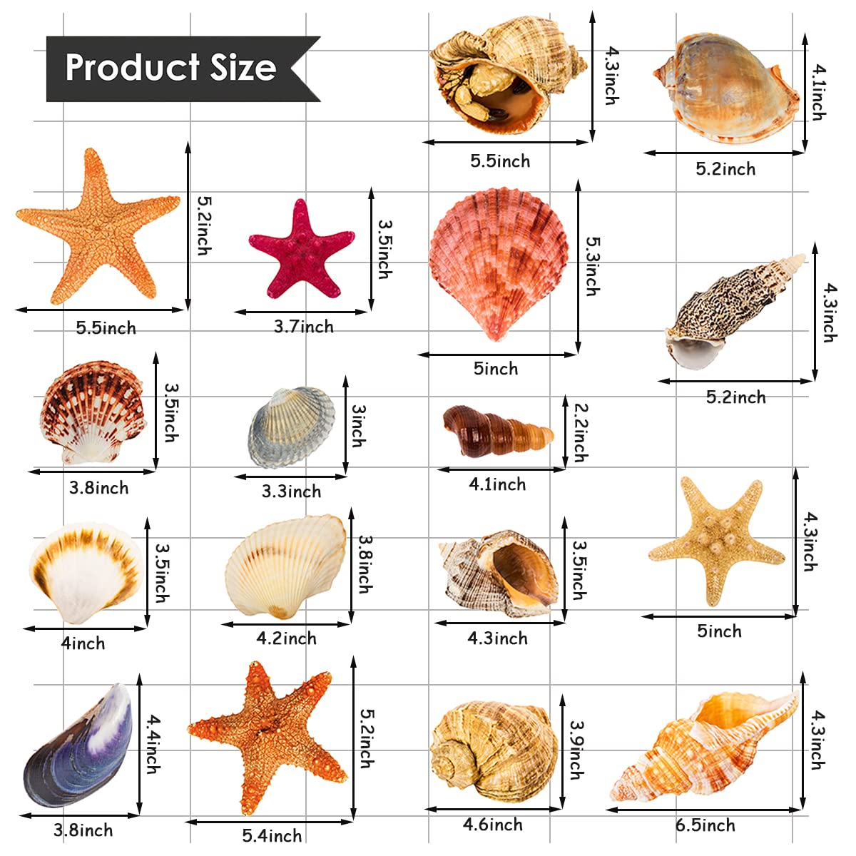 WOYINIS Lifelike 3D Seashells Wall Decals, DIY Removable Conch Scallop Starfish Wall Stickers, Peel & Stick Beach Wall Decals for Living Room Bedroom Kids Room Playroom Nursery Bathroom Decor