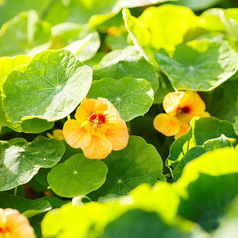 Eden Brothers Nasturtium Seeds (Dwarf) - Apricot Non-GMO Seeds for Planting, Packet | Low-Maintenance Flower Seeds, Plant During Spring Season, Zones 1, 10, 2, 3, 4, 5, 6, 7, 8, 9