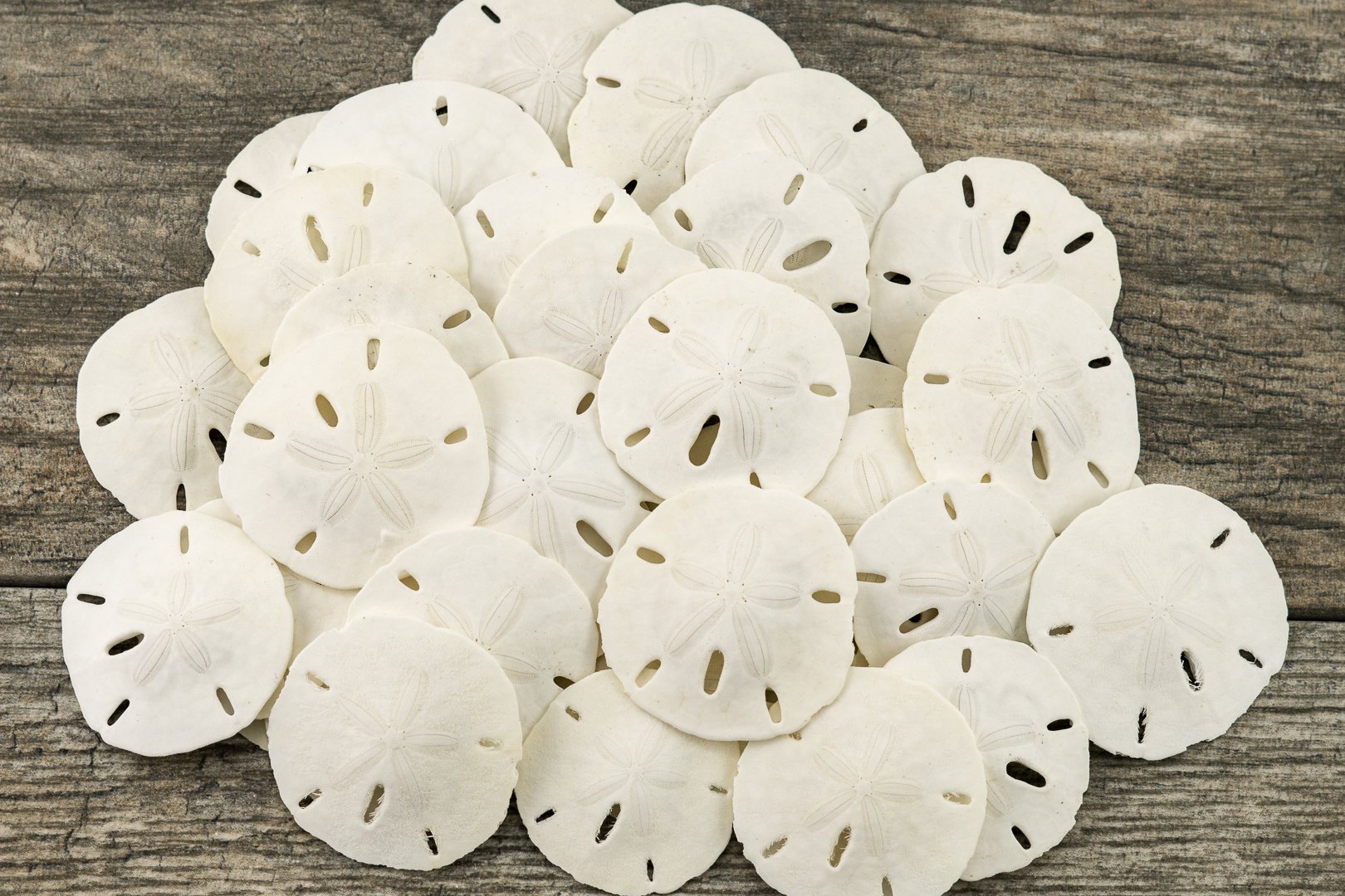 Sand Dollar | Real Sand Dollars 1 1/2" to 2" (Set of 30) | Seashell Wedding | Sand Dollars for Crafts | Plus Free Nautical eBook by Joseph Rains