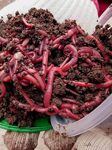 Nature's Dream Ranch 500 Count Live Red Wiggler Composting Worms Vermicomposting Garden Red Wrigglers, Pet Feed, Kid Experiment