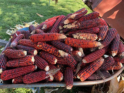 Jimmy Red Corn Famous Bootlegger Moonshine Grits Hominy Masa Corn Heirloom Premium Seed Packet + More