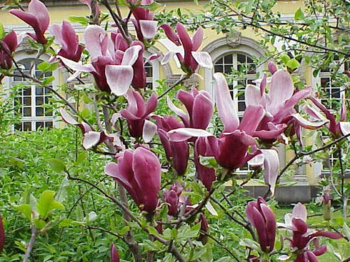 Jane Magnolia Tree - Live Plant/Shrub/Bush - 6-12" Tall Seedling - 2.5" Pot - Ships Potted