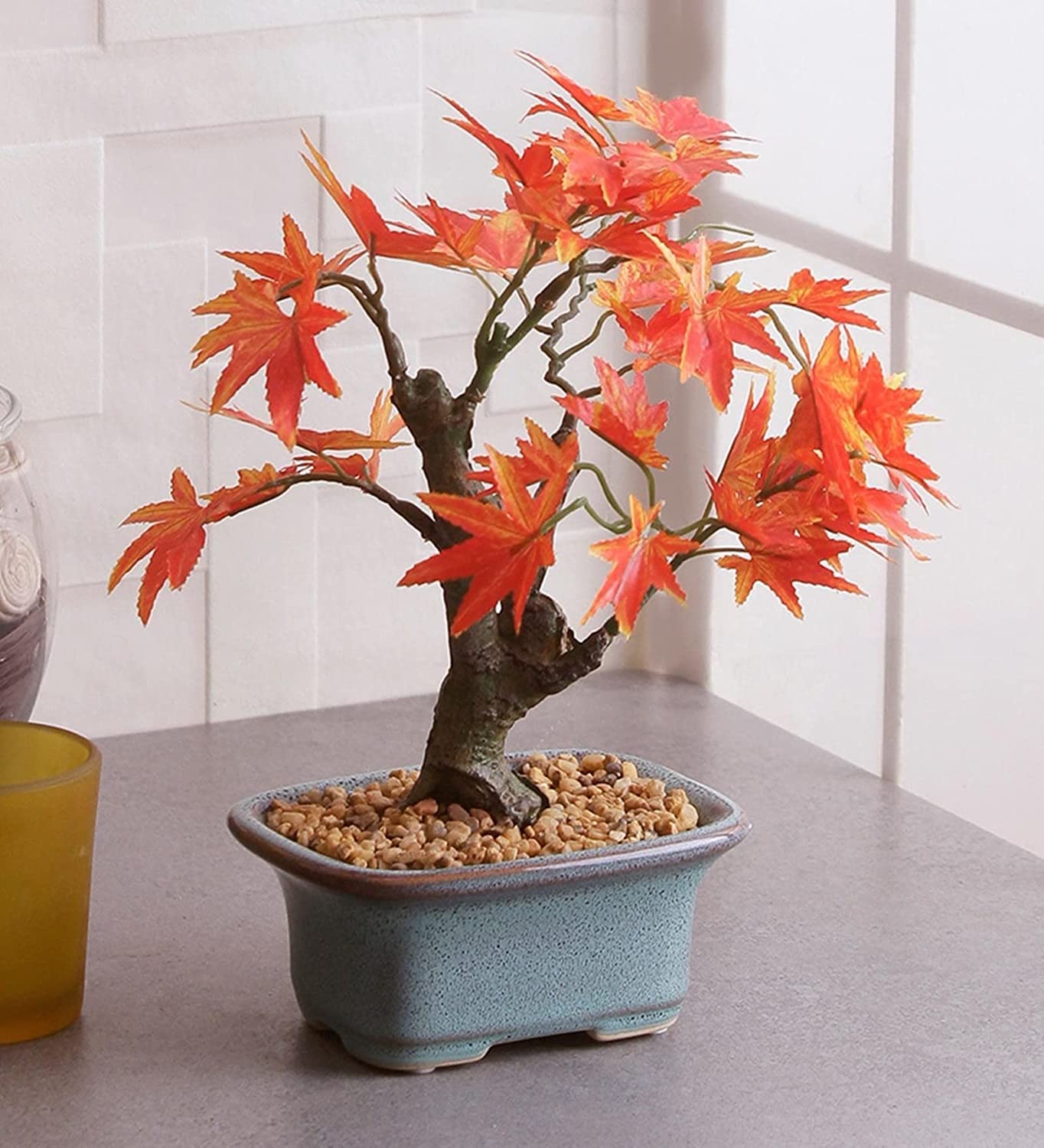 Japanese Red Maple Bonsai Tree Seeds | 30+ Seeds | Highly Prized for Bonsai, Japanese Maple Tree Seeds