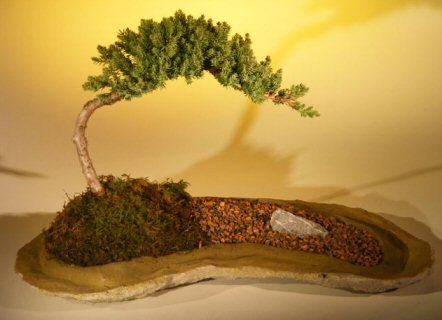 Japanese Juniper Live Bonsai Tree 9" Tall 8 Years Old
