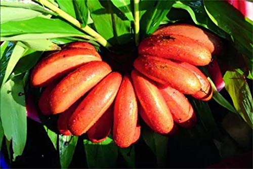 Rare Seeds 100pcs Banana Seeds Red Dwarf Tree Bonsai Fruit Decor Home Gardening Planting