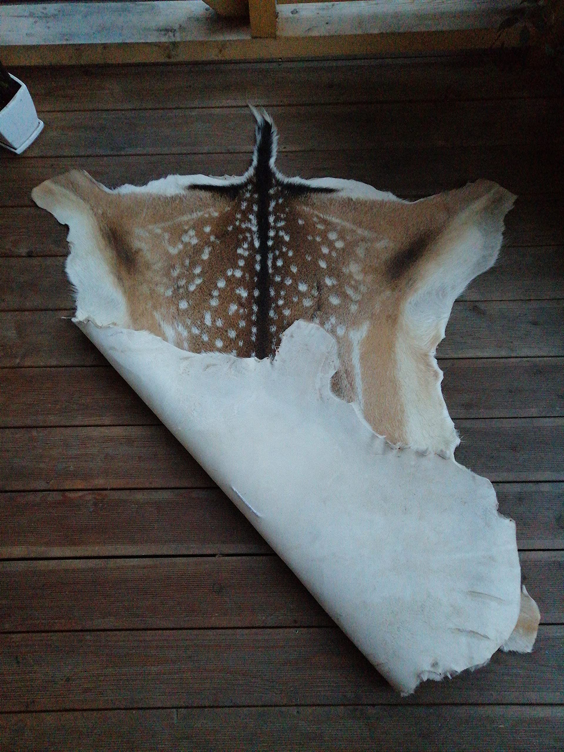 Robert Tartufferie Fallow Deer Skin Fur Hide pelt Rug Taxidermy Hunting Trophy