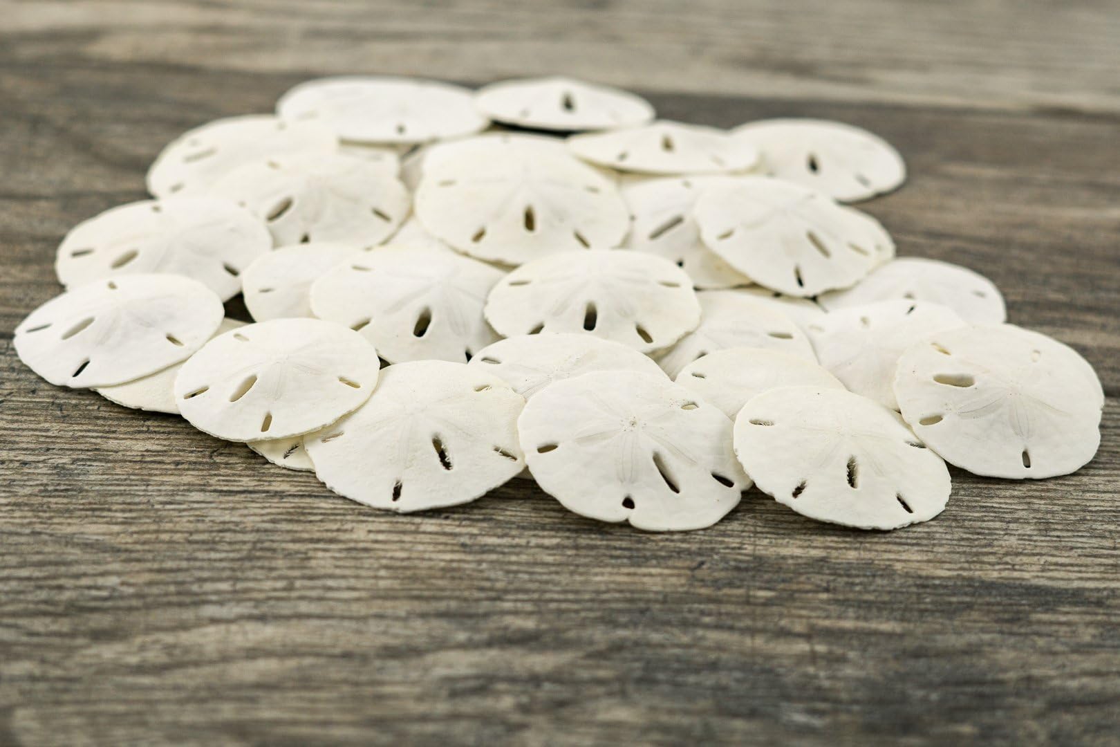 Sand Dollar | Real Sand Dollars 1 1/2" to 2" (Set of 30) | Seashell Wedding | Sand Dollars for Crafts | Plus Free Nautical eBook by Joseph Rains