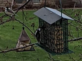 Songbird Treats Seed Bars | 8 Pack of 2 lb Bird Seed Cakes for Wild Birds (Wild Bird Buffet)