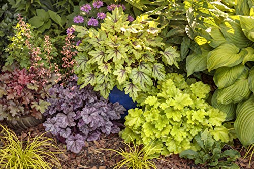 Proven Winners HEUPWP2127800 Dolce Apple Twist Coral Bells Live Plant, 4.5 in. Quart, Bright Green Foliage