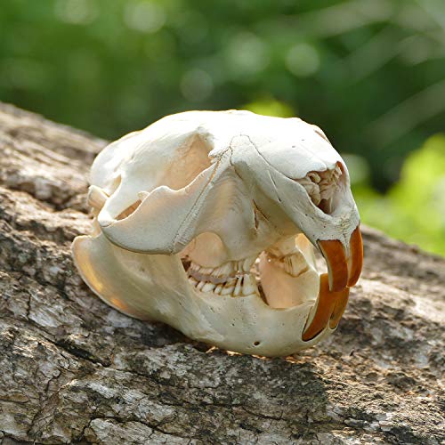 RC Beaver Skull Real Animal Skull – Professional Taxidermy Skull with Beaver Teeth Animal Skeleton Real Skull Bones