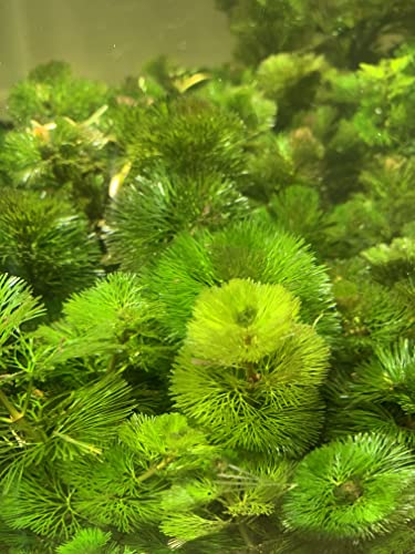 Marcus Fish Tanks - 3X Green Cabomba Caroliniana Live Aquarium Plants for Aquatic Freshwater Fish Tank