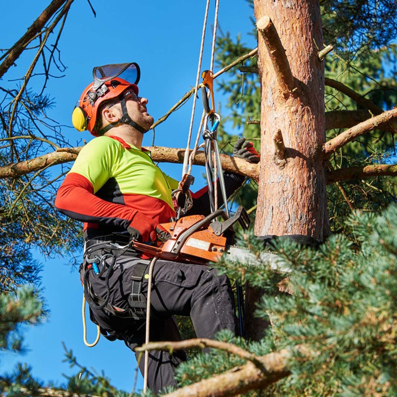 Double Braid Polyester Arborist Rigging Rope -1/2 inch x 50 feet - High Strength Bull Rope for Tree Work, Sailing, Halyard, Towing, White