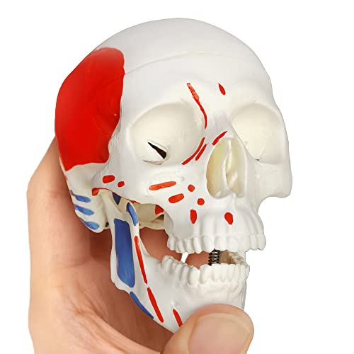 Mini Human Skull Model W/Muscle Insertion and Origin Painted, 3 Parts Palm-Sized Anatomy Skull Model with Removable Skull Cap & Full Set Teeth, School Teaching-Learning Tool