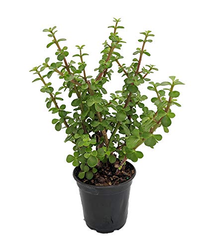 Mini Jade Plant - Portulacaria afra - 4.5" Pot