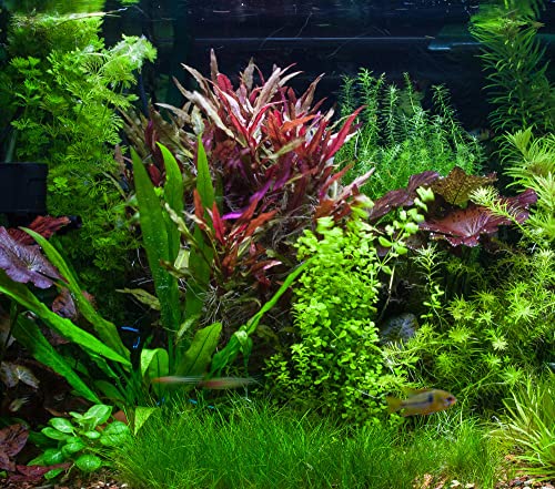 Marcus Fish Tanks - 3X Dwarf Hair Grass Eleocharis Parvula Live Aquarium Plants Carpeting Plant for Aquatic Freshwater Fish Tank