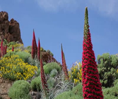 Echium Wildpretii Tower Of Jewels Snake Head Rare Beauty Exotic 10 Seeds