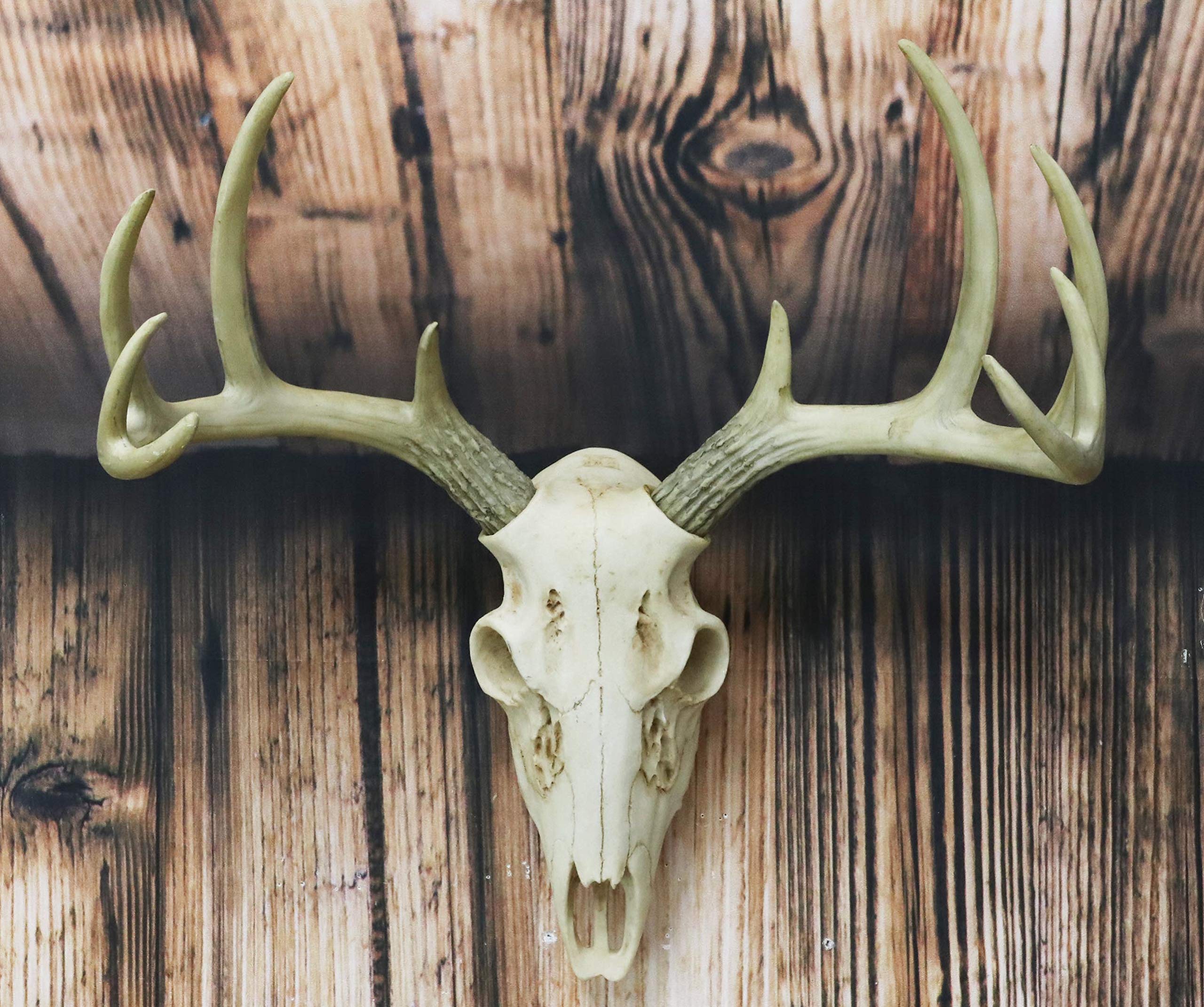 Ebros Gift Rustic Hunter Deer 10 Point Buck Skull Trophy Antlers Wall Mounted Plaque Trophy Decor Figurine 14.25" Long Hunter's Antler Rack Theme Deers Bucks Hunting Skulls Trophies Hanging Sculptures