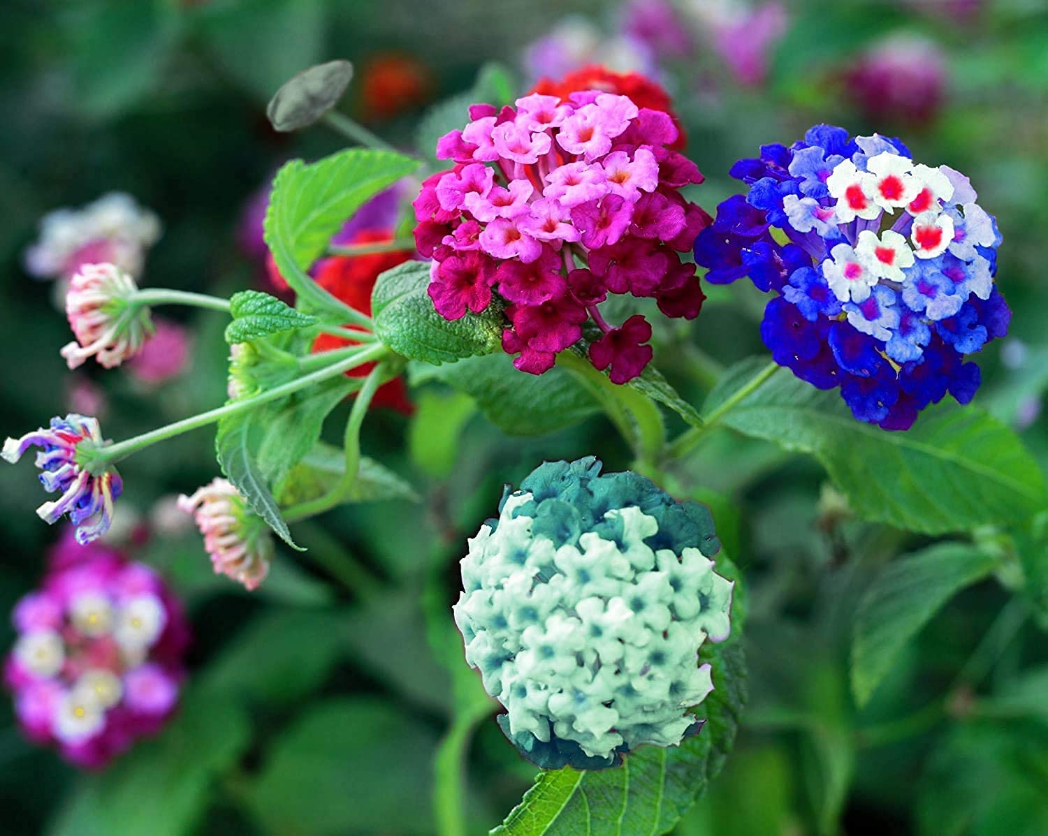 Lantana Flower Seeds for Planting - 200+ Mixed Color Flower Seeds to Plant - Made in USA, Ships from Iowa. Very Good Butterfly Plant