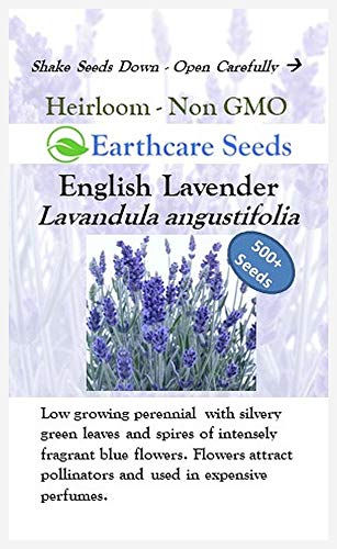 Earthcare Seeds English Lavender 500 Seeds (Lavandula angustifolia) Heirloom - Perennial - Non GMO